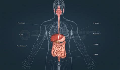 材料高清图片人体消化系统由胃肠道和辅助消化器官组成。 3d 插图。人体消化系统由胃肠道和辅助消化器官组成。人像图片免费下载格式