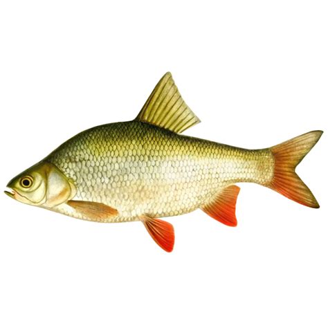 Detailed Illustration Of A Common Roach Fish Against A Black Background