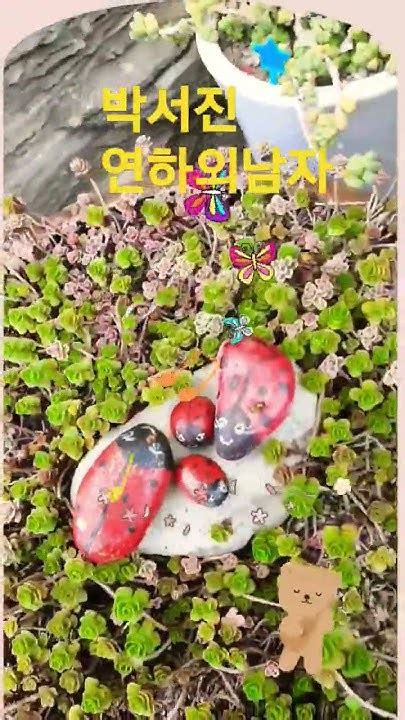 박서진 연하의남자 동생네마당정원 오색기린초 Shorts Youtube