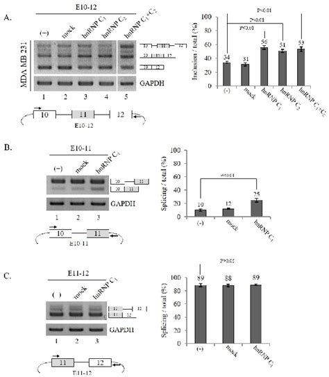 Hnrnp C1 And Hnrnp C2 Promote Exon 11 Splicing Of Ron Pre Mrna Download Scientific Diagram