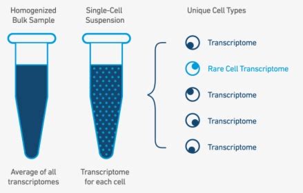 Why Settle For Average Single Cell Vs Bulk Rna Seq HD Png Download Kindpng