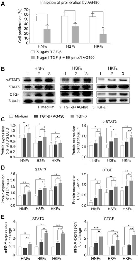 ag490 significantly inhibits the effects of tgf β on hnfs hsfs and