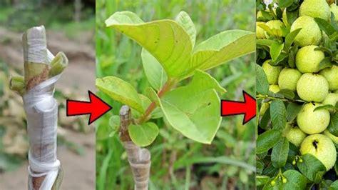 Grow Guava Tree From Grafting Propagate Guava Tree Youtube