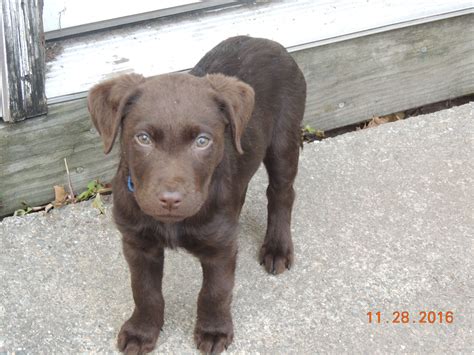 12 Week Old Lab Dopi