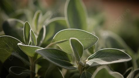 Close Up Of A Sage Plant Background Sage Leaves Picture Background