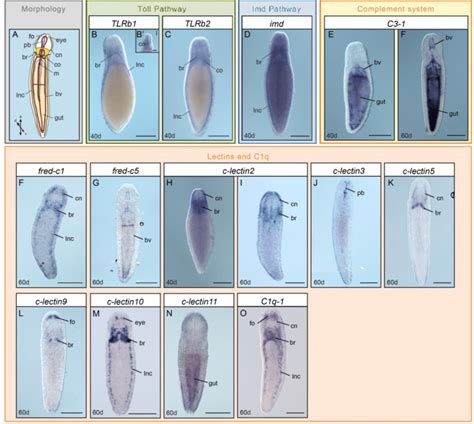 Expression Of Immune Genes In Lineus Ruber A Schematic Representation Download Scientific