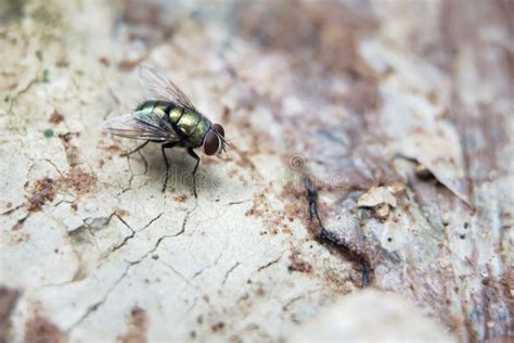Different Types Of Insects That Is Active After The Rain Stock Photo
