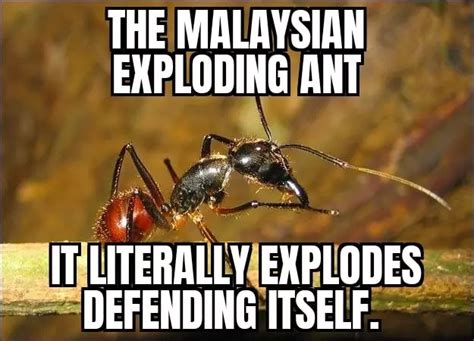 Malaysian Exploding Ant Disproves Evolution Yecheadquarters