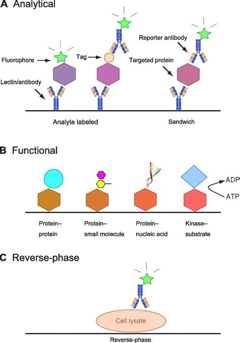 A Quick Guide To Protein Microarray Aurora Biomed