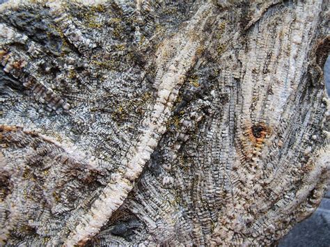 Royalty Free Crinoid Photos Pikist