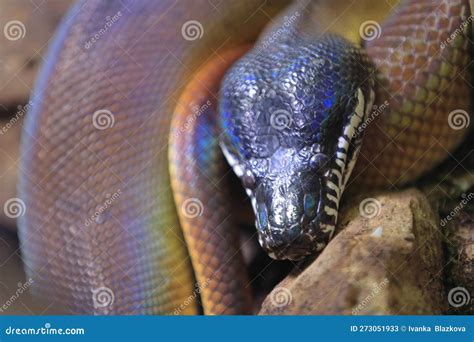 Northern White Lipped Python Stock Image Image Of Closeup Reptile 273051933