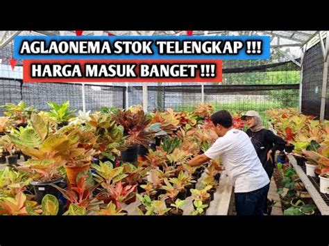 Aglaonema stok terlengkap, harga masuk banget !!! - YouTube