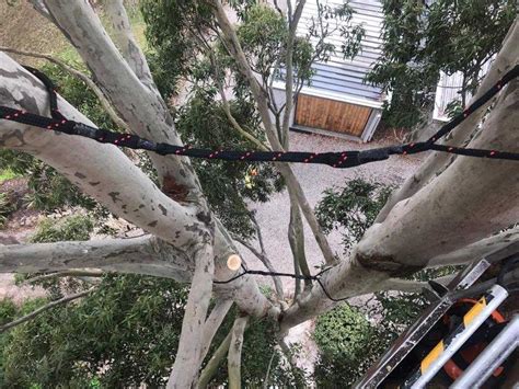 Tree Bracing Cut It Right Tree Service Pty Ltd