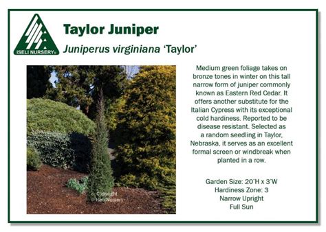 Juniperus Virginiana ‘taylor