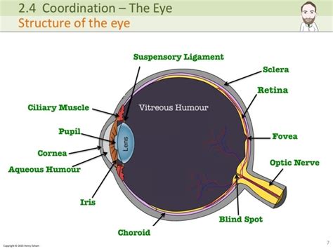IGCSE The Eye