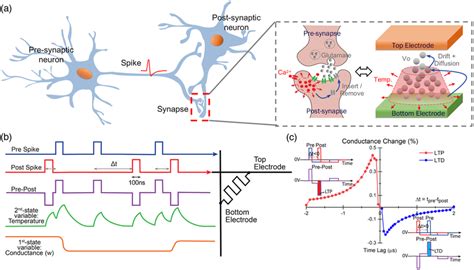 native biorealistic implementation of stdp in second‐order memristor
