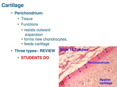 Ch 6 Bone Tissue And The Skeletal System Ppt Download
