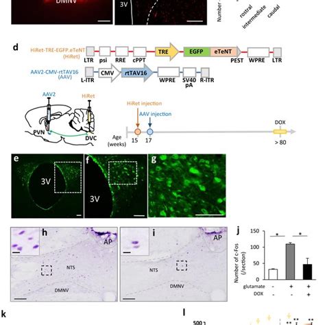 Gipr Expressing Cells In The Brain Download Scientific Diagram