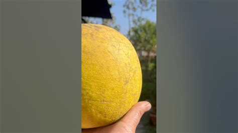 Bhogate ️😋 Shortsvideo Youtubeshorts Youtube