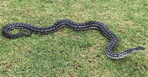 home python cage allegedly full of faeces the senior senior
