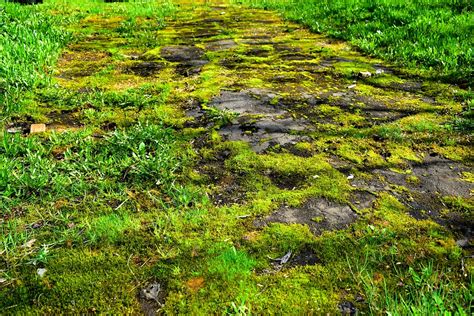 苔藓 户外 表面 Pixabay上的免费照片 Pixabay