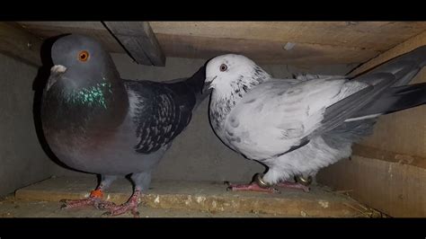 India Viralvideo Stylobibhu143 Youtube