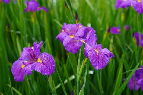 Irys Kwiat Purpurowy Darmowe Zdj Cie Na Pixabay Pixabay