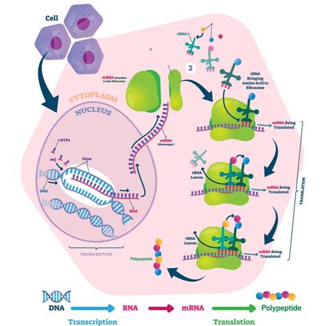 Virtual Lab On Protein Synthesis Imaginx Master Catalogue
