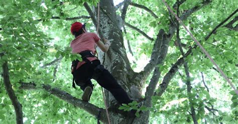 Monistrol Sur Loire Initiez Vous à La Grimpe Darbres Au Parc Beauvoir
