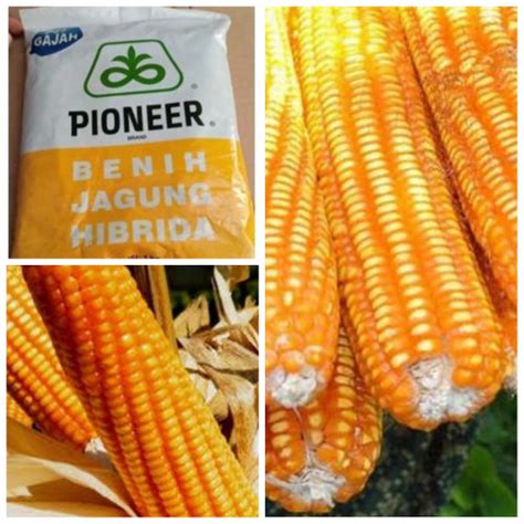 Jual 140 Benih Biji Jagung Hibrida Pioneer P 27 Gajah Siap Tanam 40 Biji Kab Demak Toko