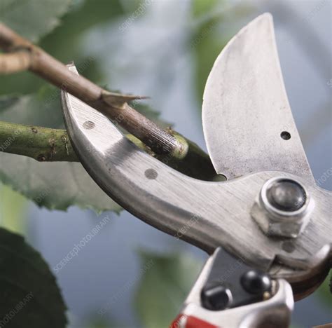 Pruning Scissors Stock Image E Science Photo Library
