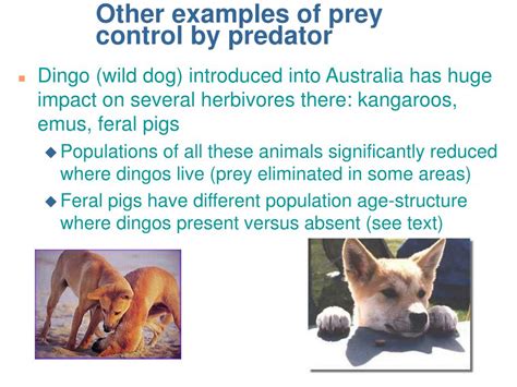 Ppt Predator Prey Interactions Lecture Content Powerpoint Presentation Id4237377