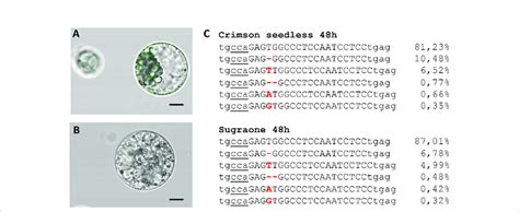 Transient Transfection Of Protoplasts A Image Taken 2 H After