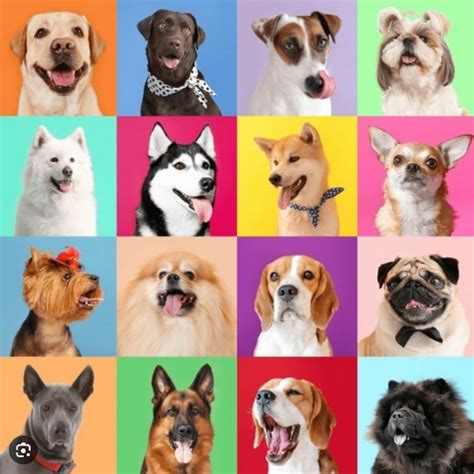 Benji And Coco Youtube