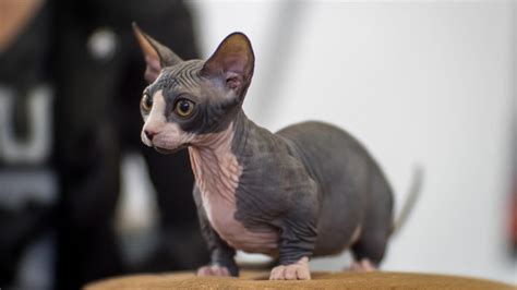 The Truth Behind The Viral Bullycat Breed