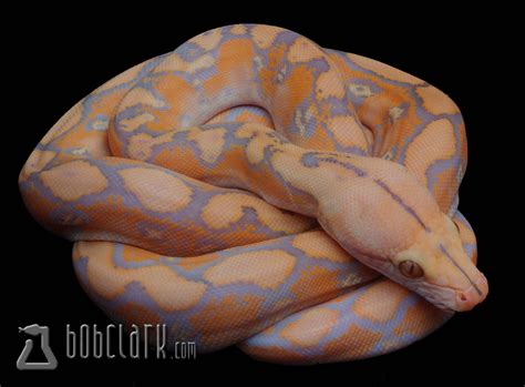 Purple Albino Reticulated Python By Bob Clark Reptiles Morphmarket