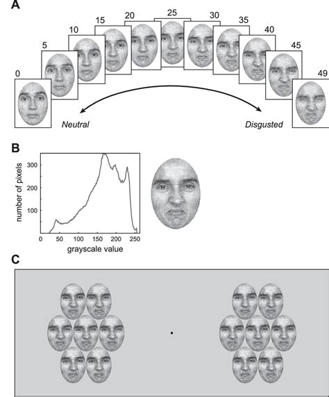 Figure 1 From Object Level Visual Information Gets Through The