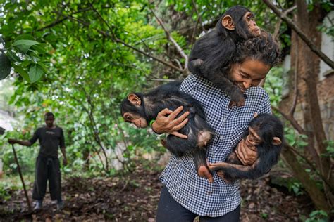 Central African Sanctuary Gives Hope To Chimps—and Their Rescuers