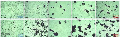 Figure 4 From Effect Of Bulk Nanobubbles On Flocculation Of Kaolin In The Presence Of Cationic