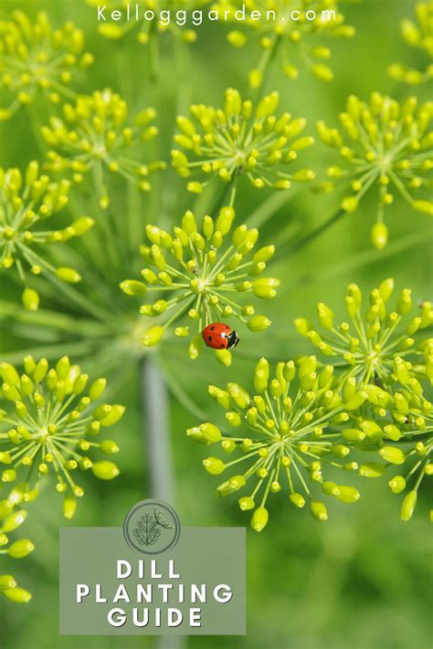 Growing Dill Plants Care Tips How To Grow Dill Plant Akapv