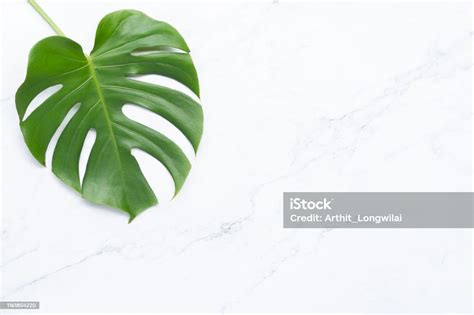 격리 다크 그린 몬스터 큰 잎 필로덴드론 열대 단풍 식물 플랫 평신도 여름 녹지 잎 질감 열대 우림 꽃에 대한 흰색 가능한 바위 배경 개념에 야생에서 성장 종려나무 잎에