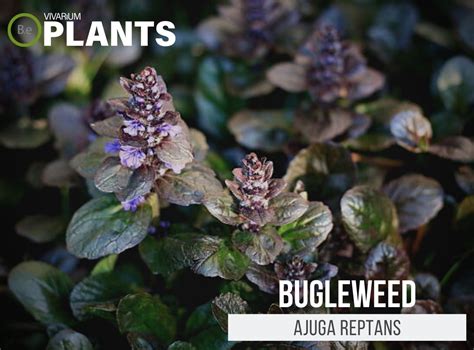 Bugleweed Meaning At Chris Stevens Blog