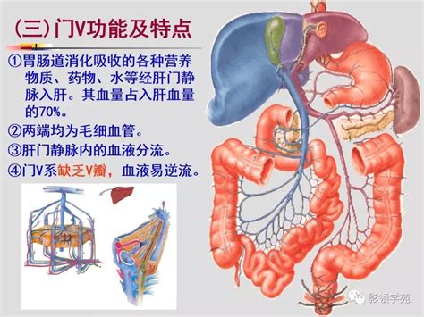 肝脏的血管解剖