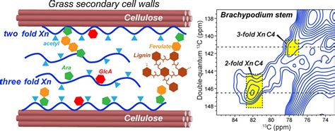 Lignin Cell Wall