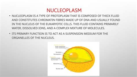Cell Biology Nucleolus Nucleoplasm Chromatinpptx
