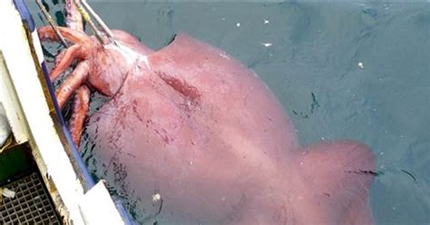 Huge Squid Caught Could Be Biggest Ever