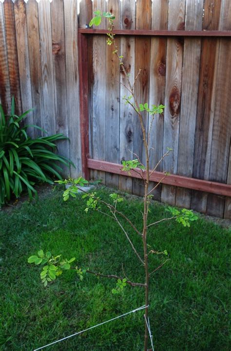 Spring Has Sprung Braman S Wanderings