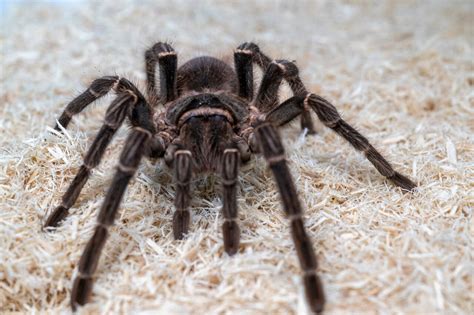 Are 6 Legged Spiders Poisonous