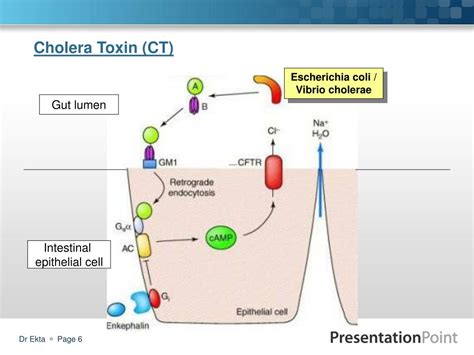 Ppt Medically Important Gram Negative Bacilli Part 2 Powerpoint
