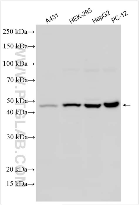 Pex3 Antibody 30424 1 Ap Proteintech